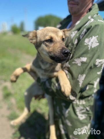 Отдам в добрые руки