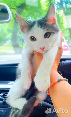 Котятята кот в добрые руки бесплатно в дар