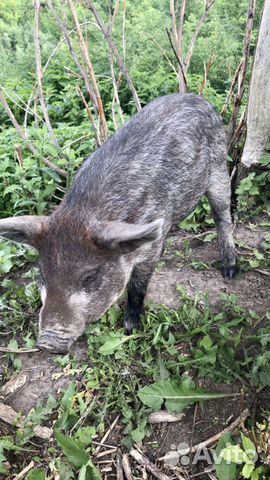 Поросята девочки на племя