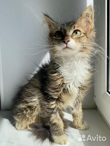 Котёнок бесплатно