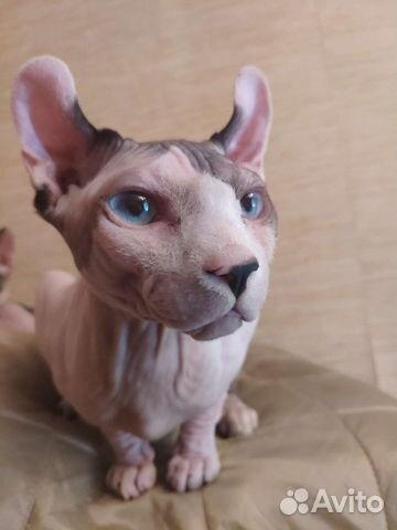 Канадский сфинкс. Эльф котенок