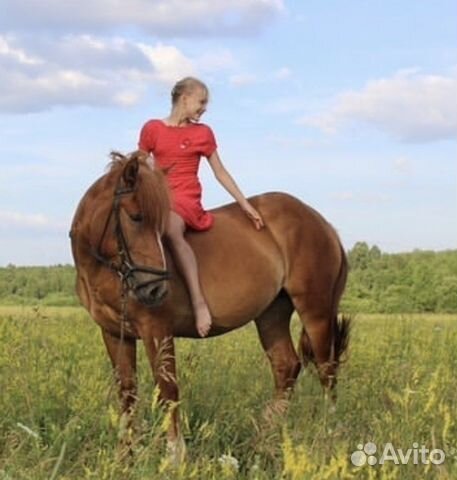 Кобыла тяжеловоз