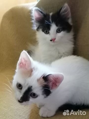 Котята милашки ждут любящих хозяюшек