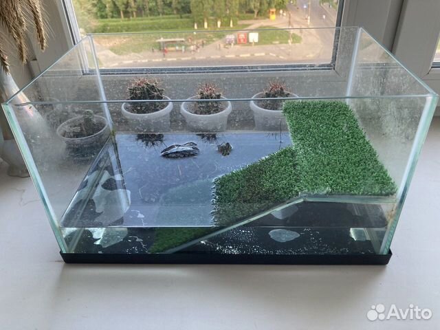 Красноухая черепаха с аквариумом