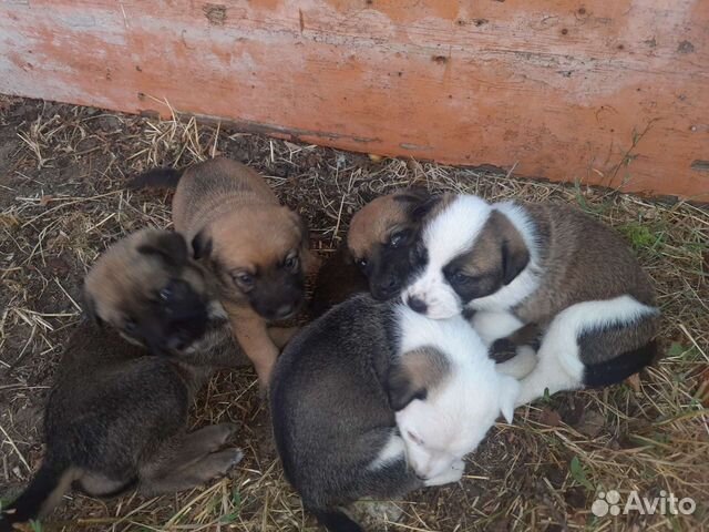 Щенки бесплатно