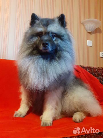 Щенки вольф шпица(кеесхонда)