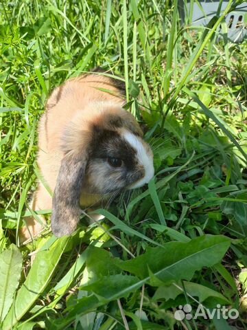 Декоративные кролики