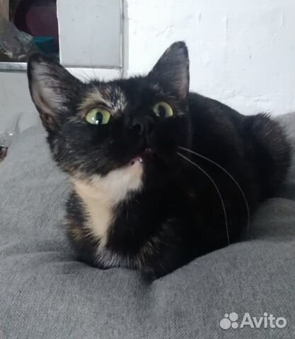 Кошечка Муся ждет хозяев