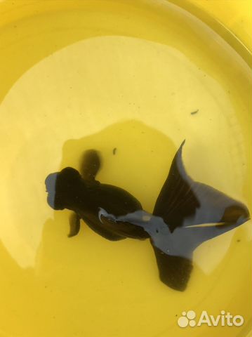 Телескоп бабочка или баттерфляй