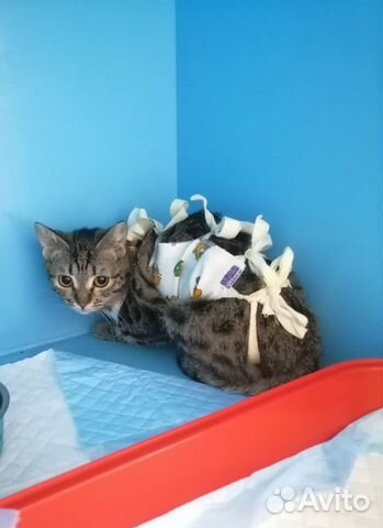 Кошечка в добрые руки