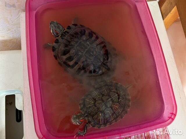 Отдам ninja черепах