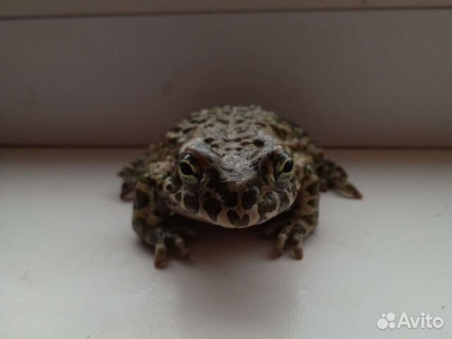 Жабы Обыкновенные