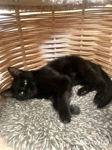 Котенок Масяня