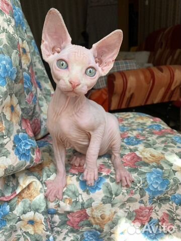 Котенок канадского сфинкса