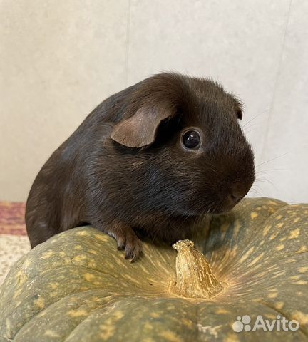 Морская свинка, девочка