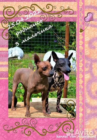 Американский голый терьер