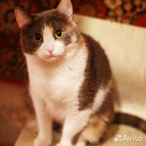 Кошечка Мура