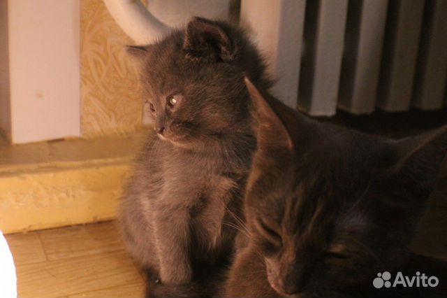 Отдам в хорошие руки русского голубого котёнка