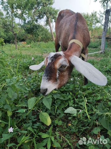 Продам дойную козочку