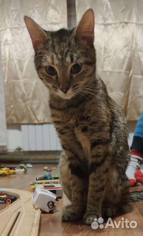 Кошка 5месяцев