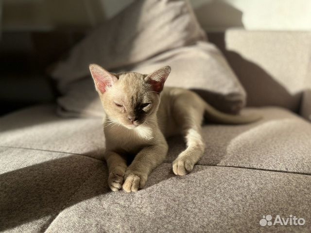 Котик европейская бурма