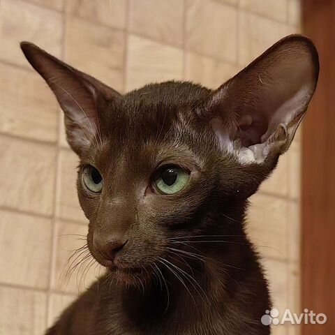 Ориентальные котята WCF