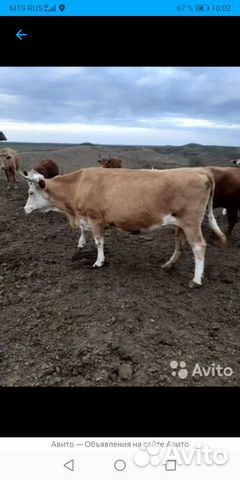 Корова с теленком