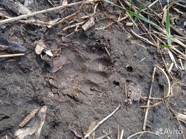 Барсук живой