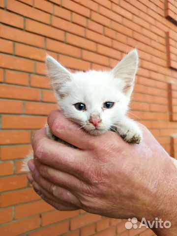 Отдам котёнка (потеряшка)