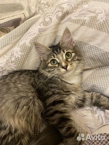 Красавчик ищет дом