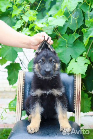Крупные щенки немецкой овчарки