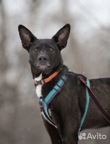 Собака в дар бесплатно в добрые руки