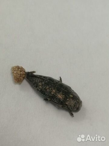 Продаю Жука Дицерку бронзовую