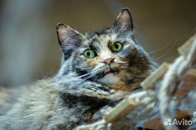 Кошка Люси в дар