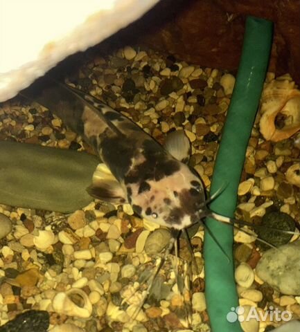 Сом клариас клариус где-то 25 см 3-4 года