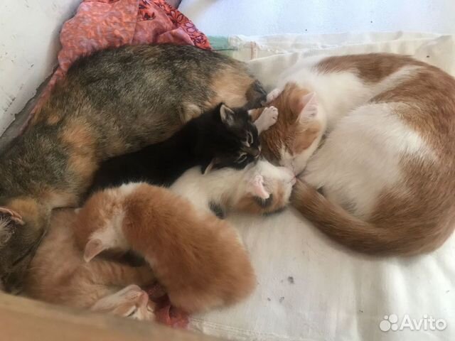 Котята в добрые руки бесплатно