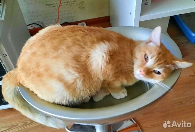 Говорливый и ласковый рыжий кот Тоша