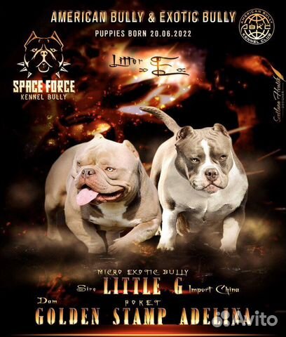 Американский Булли девочка (бронь )