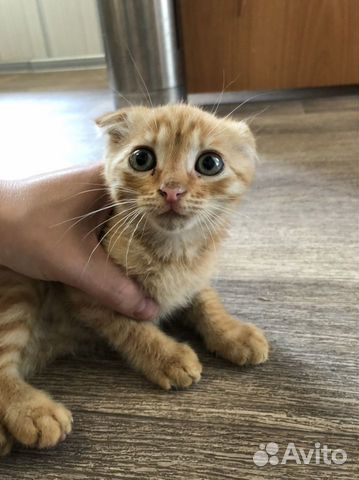 Вислоухий котенок