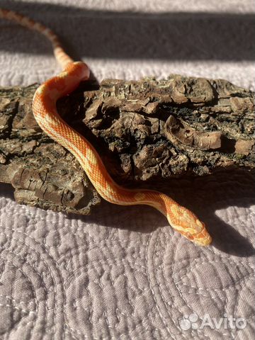 Змея маисовый полоз окраса «амел»