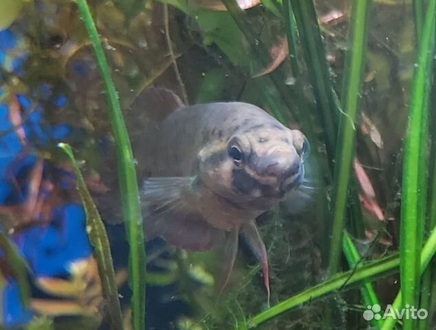 Продам аквариум Biodesign Altum 200