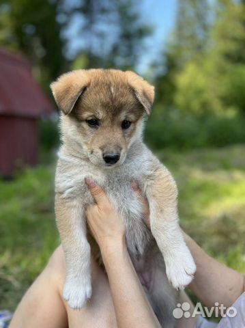 Лайка щенки