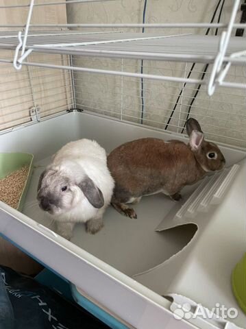 Карликовые кролики