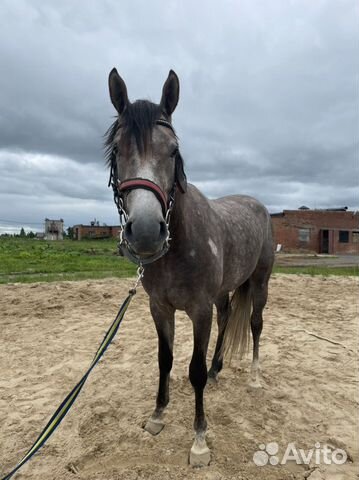 Трехлетний жеребчик