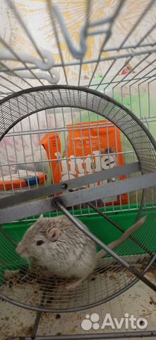 Грызуны песчанка