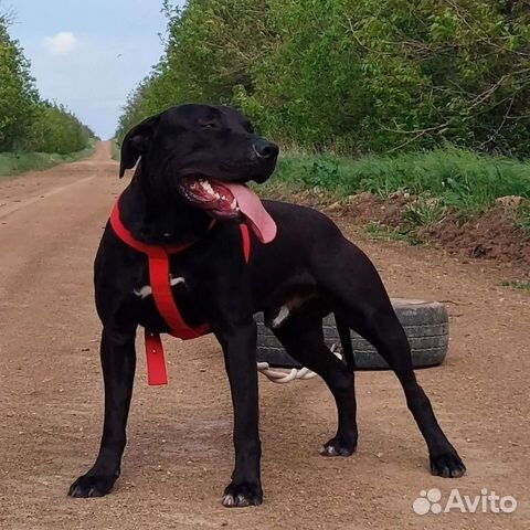 Щенки американского питбуля