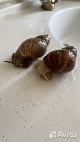 Улитки ахатины