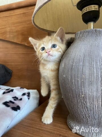 Кошечка Морковка, 1 мес девочка