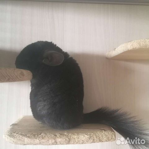 Шиншилла-вампиреныш