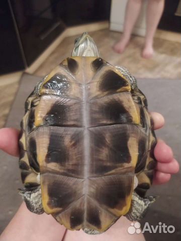 Красноухая черепаха с аквариумом бесплатно